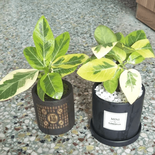 Asian Council Tree (Ficus Altissima Variegata) - HappyForestStore