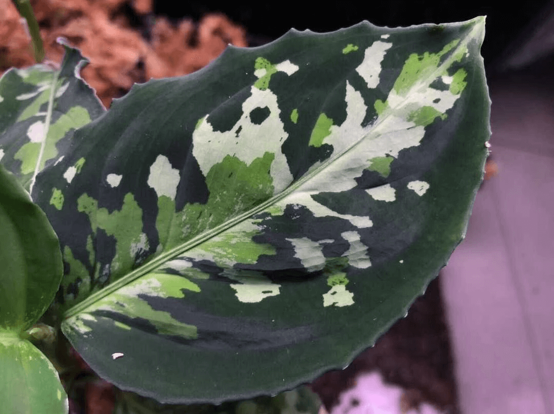 Aglaonema Pictum Tricolor Sumatra (Round Leaf) - HappyForestStore