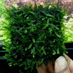 True Weeping Moss (Vesicularia Ferriei) - HappyForestStore