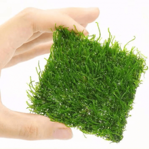 Plagiomnium Acutum Moss - HappyForestStore