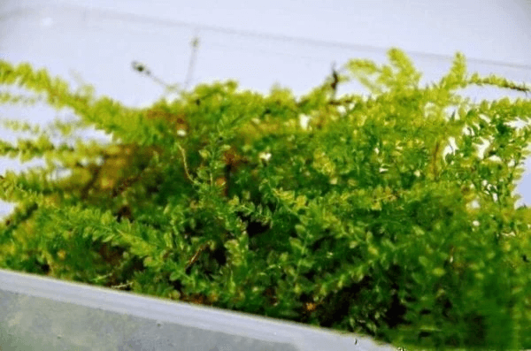 Plagiomnium Acutum Moss - HappyForestStore