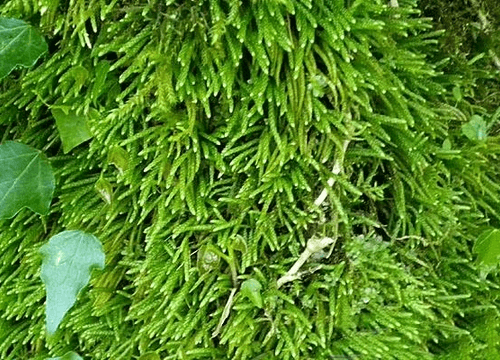 Tree Climacium Moss (Climacium Dendroides) - HappyForestStore