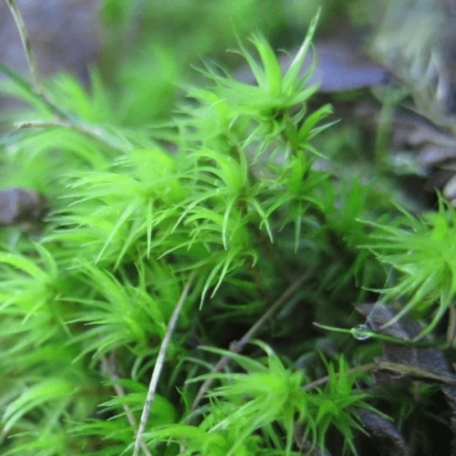 Mood Moss – Dicranum Scoparium - HappyForestStore