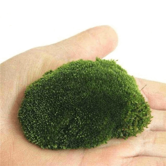 Funaria Hygrometrica Moss - HappyForestStore