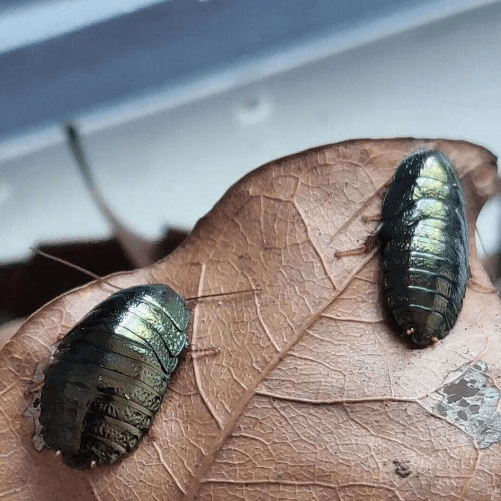 Asian Emerald Roach (Pseudoglomeris beybienkoi/Corydidarum Magnifica ...