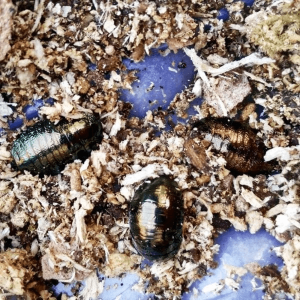 Asian Emerald Roach (Pseudoglomeris beybienkoi/Corydidarum Magnifica ...