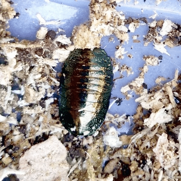 Asian Emerald Roach (Pseudoglomeris beybienkoi/Corydidarum Magnifica ...