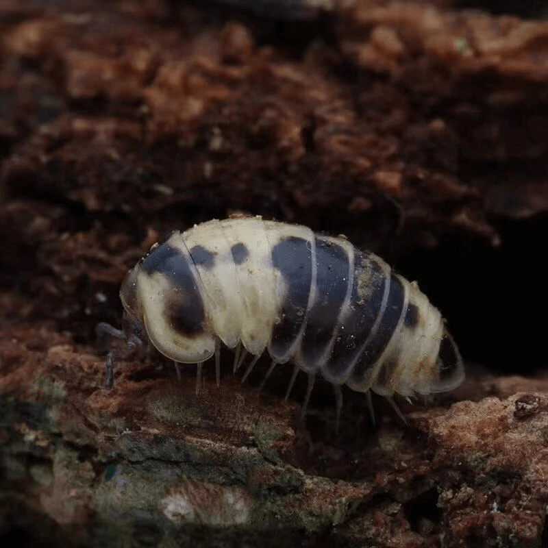 Panda Pill Millipedes × 6 - HappyForestStore