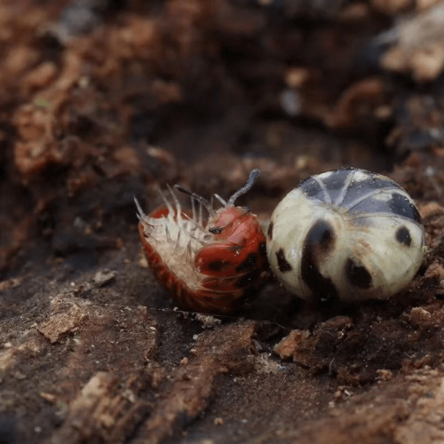 Asian Emerald Roach (Pseudoglomeris beybienkoi/Corydidarum Magnifica) × ...