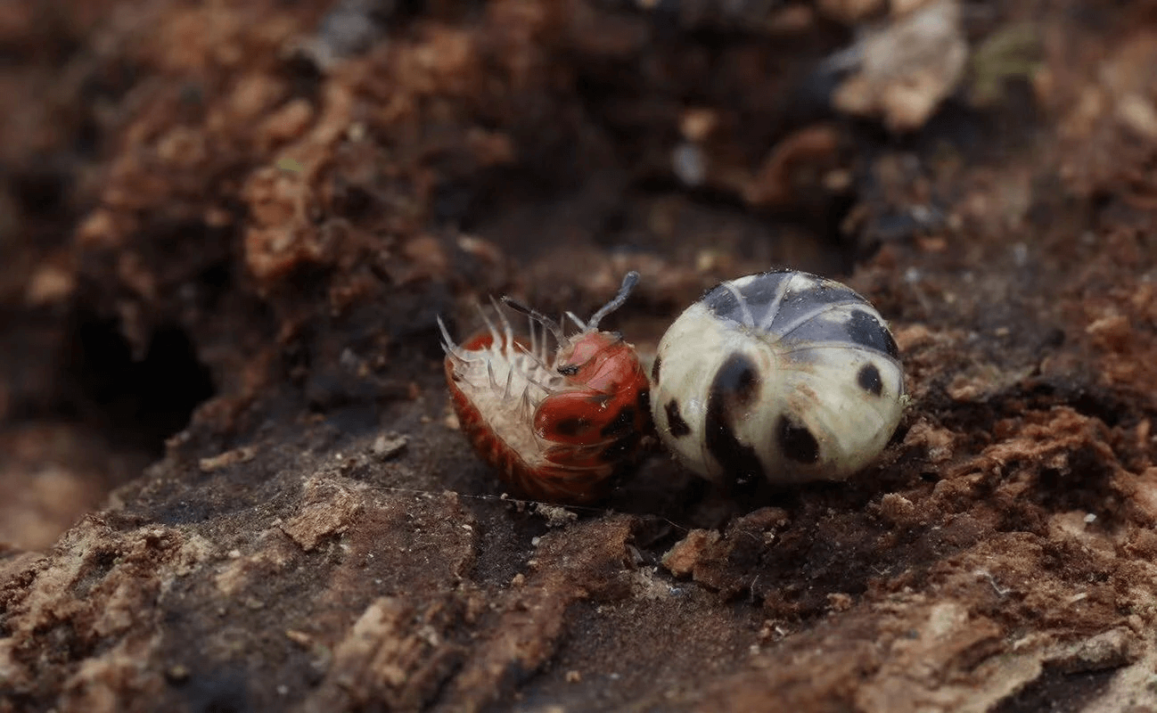 Cherry Pill Millipedes × 6 - HappyForestStore