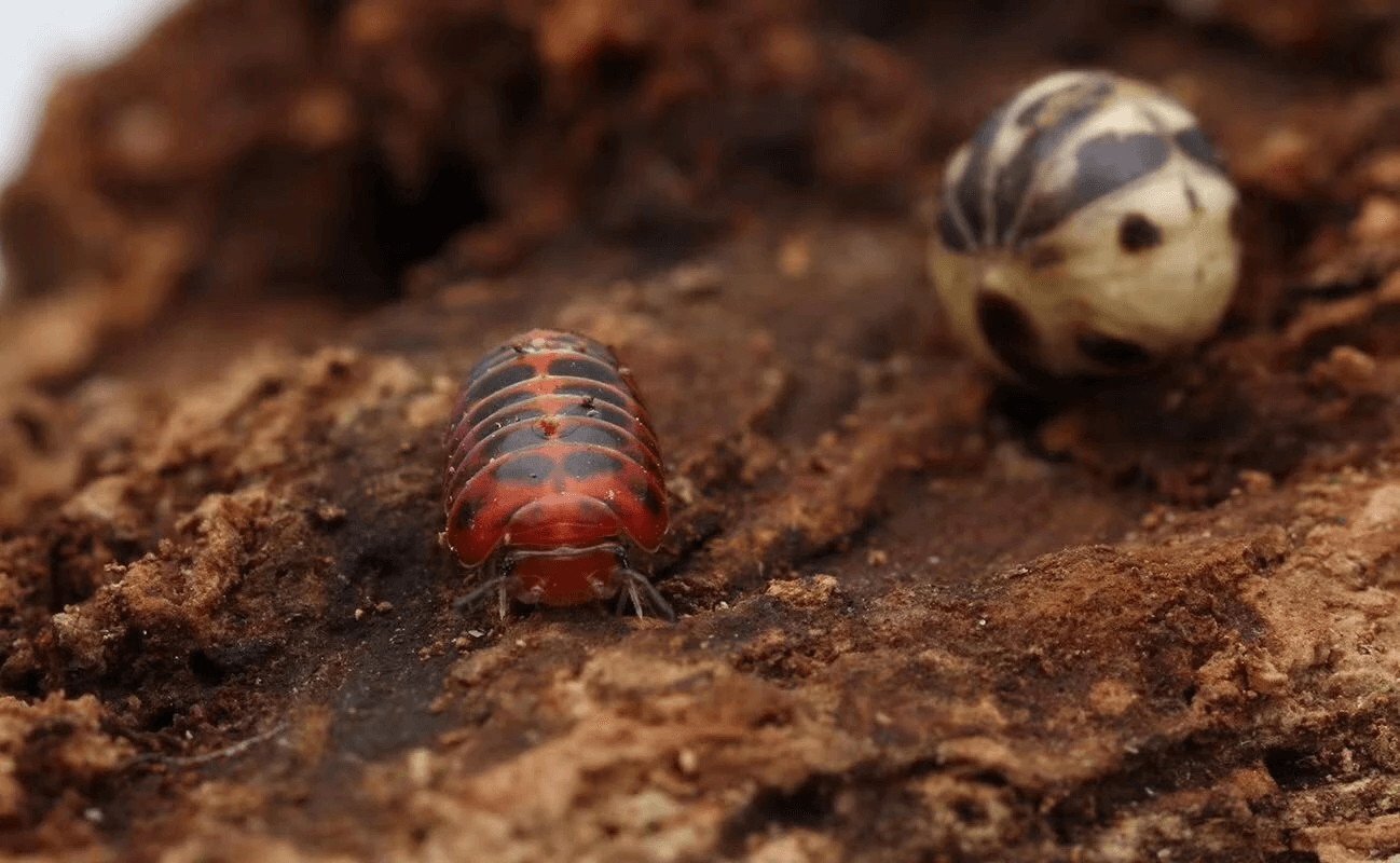 Cherry Pill Millipedes × 6 - HappyForestStore