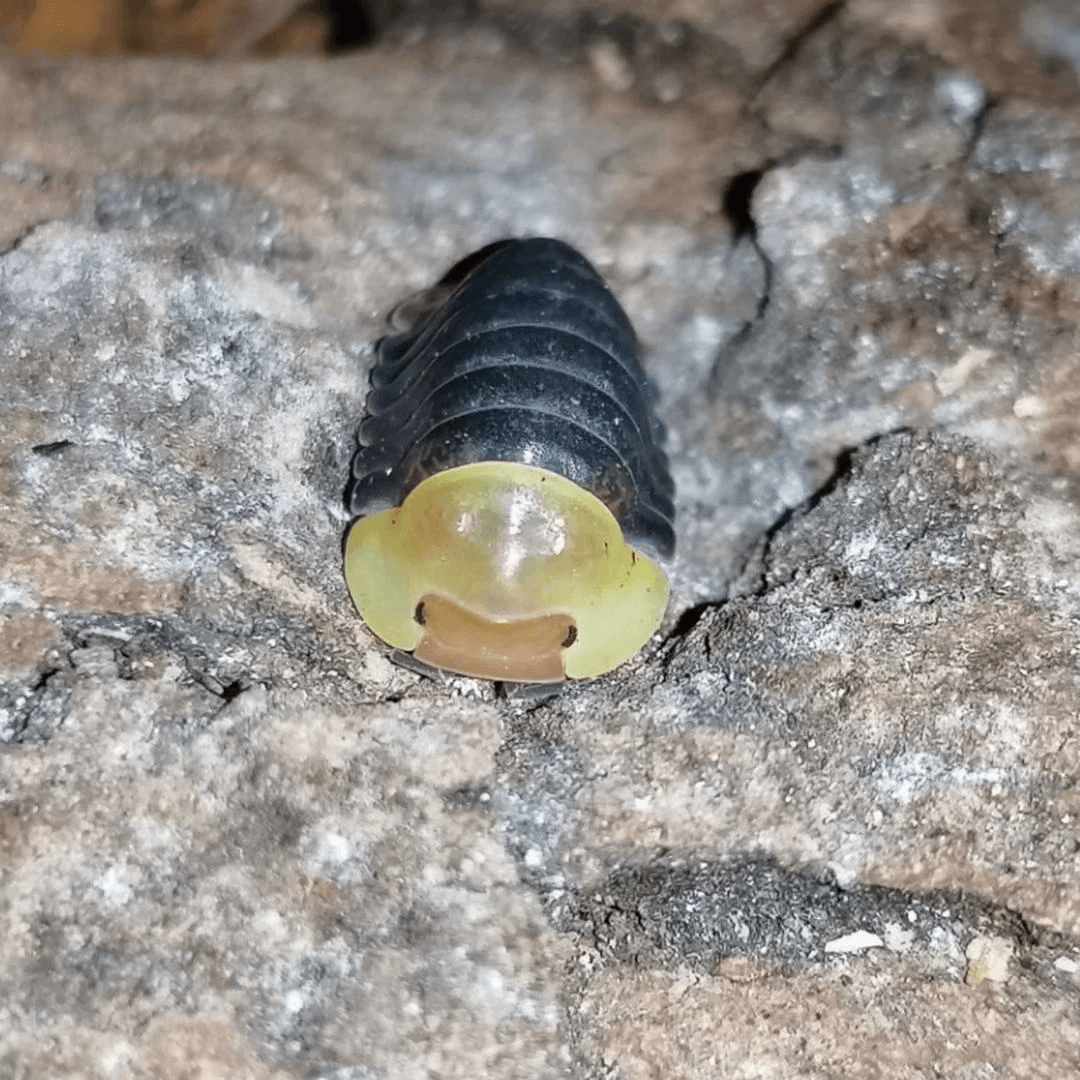 Cubaris sp. “Rubber Duckie” - HappyForestStore