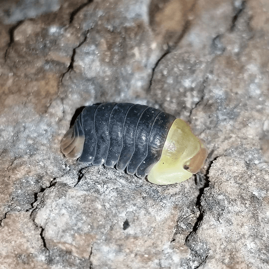 Cubaris sp. “Rubber Duckie” - HappyForestStore