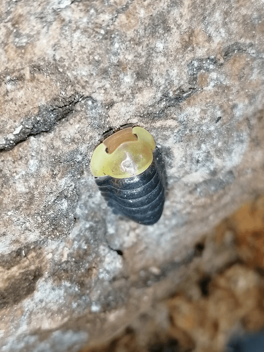 Cubaris sp. “Rubber Duckie” - HappyForestStore