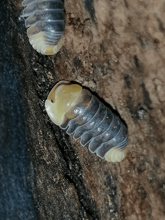 Cubaris sp. “Rubber Duckie” - HappyForestStore