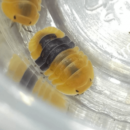 Cubaris sp “Panda king” Isopods for sale - HappyForestStore