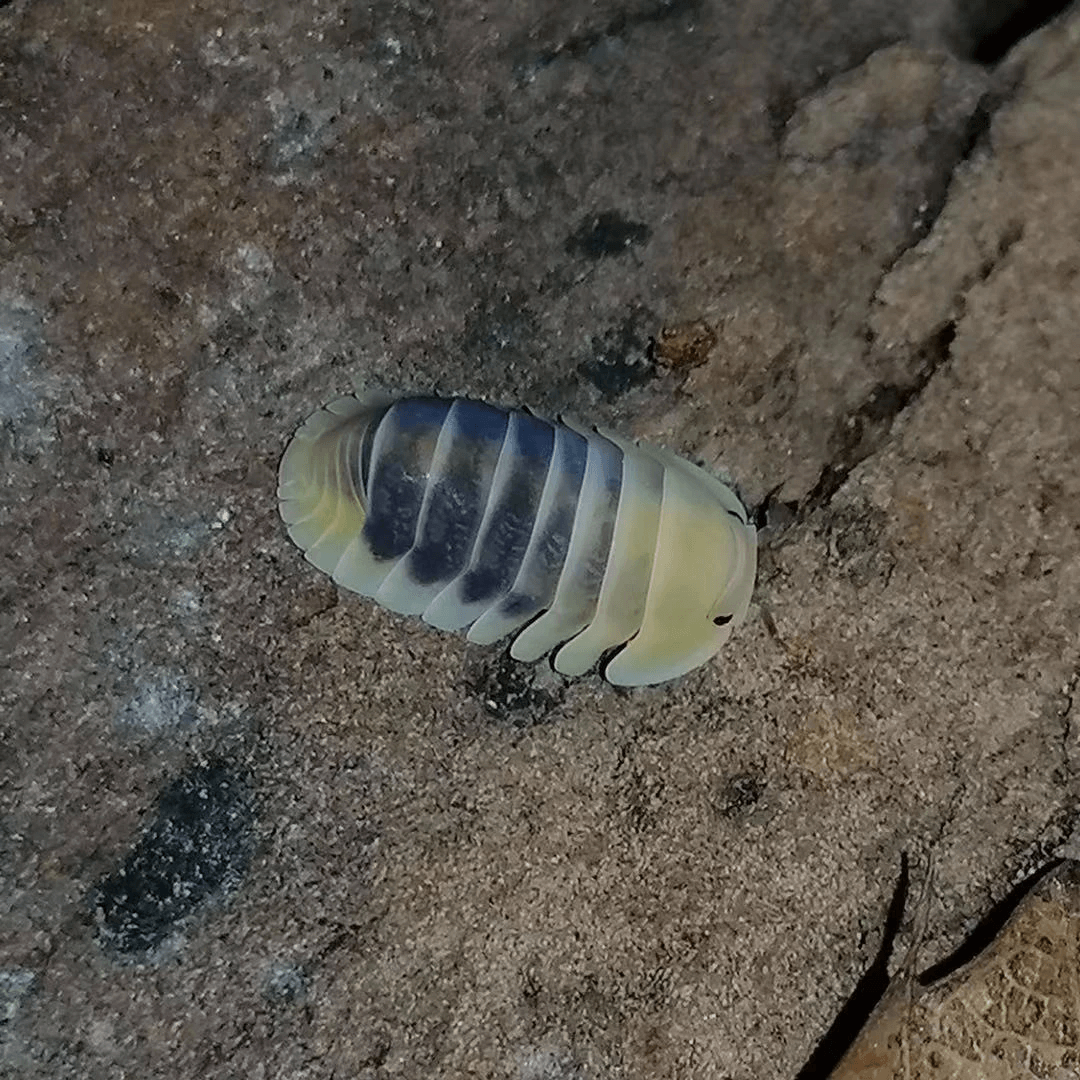 Cubaris sp. “Jupiter” - HappyForestStore