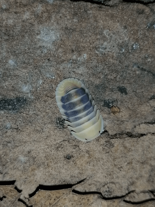 Cubaris sp. “Jupiter” - HappyForestStore