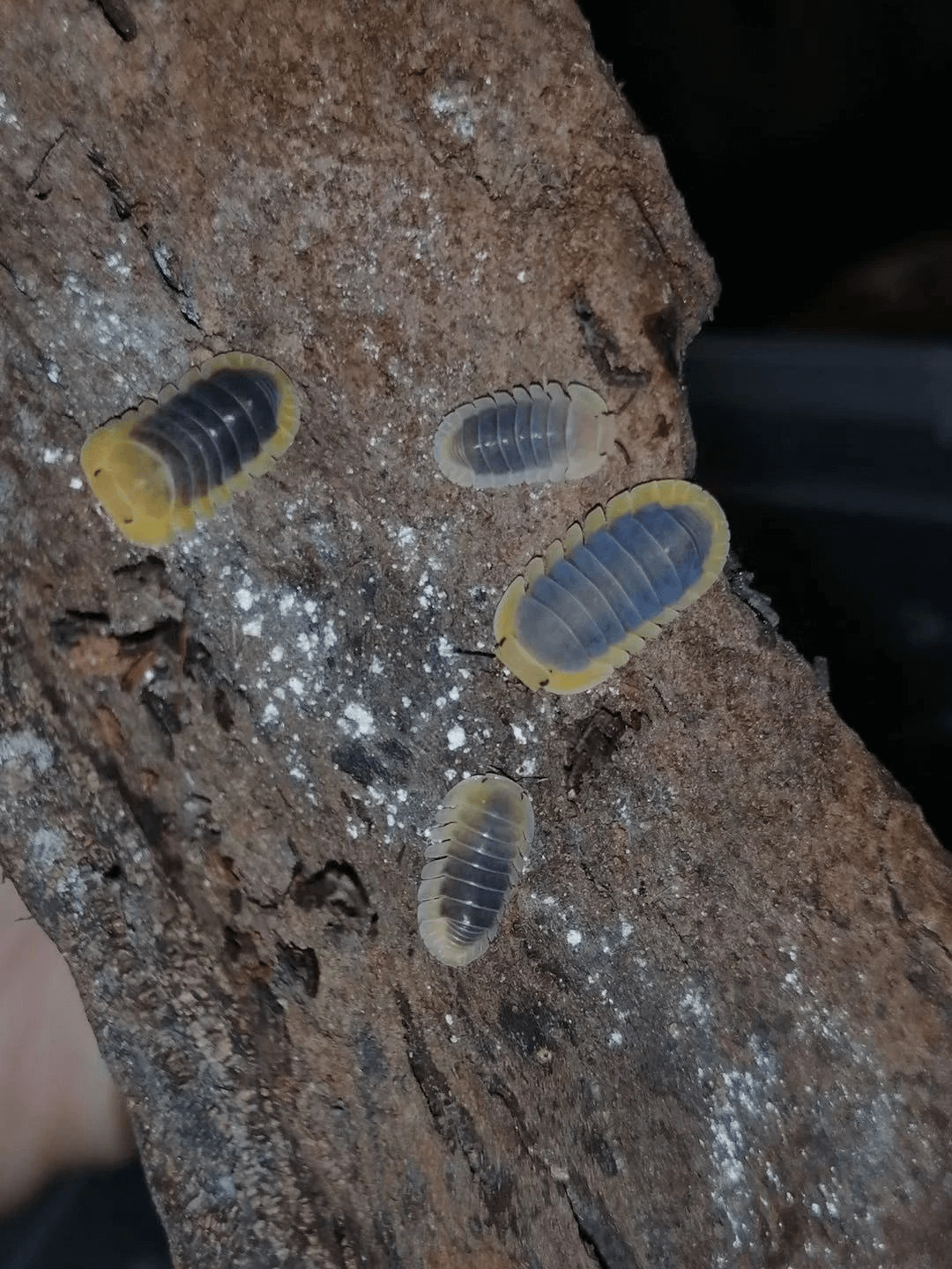 Cubaris sp. Lemon Blue Isopod for sale - HappyForestStore