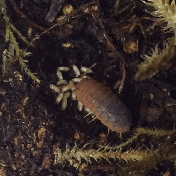 Merulanella sp. “Red” Isopods - HappyForestStore