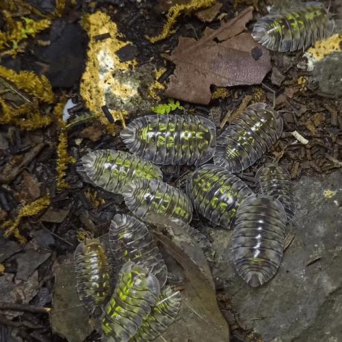 Cubaris sp. “Soil” Isopods for sale - HappyForestStore