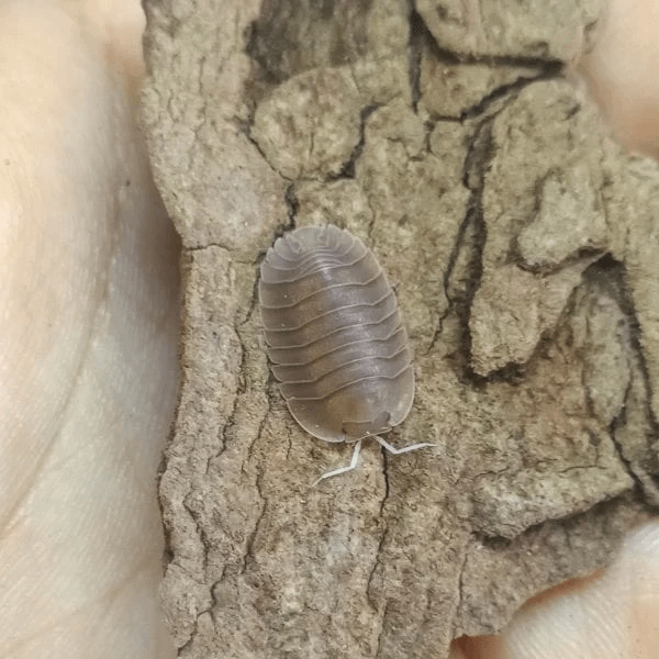 Cubaris sp. “Soil” Isopods for sale - HappyForestStore