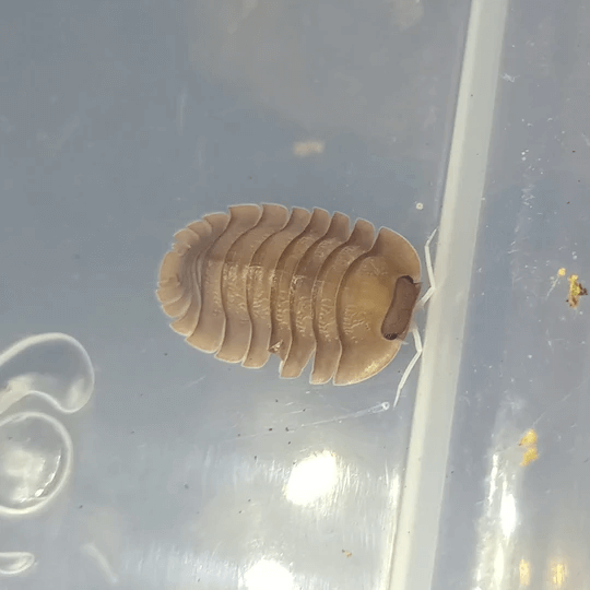 Cubaris sp. “Soil” Isopods for sale - HappyForestStore