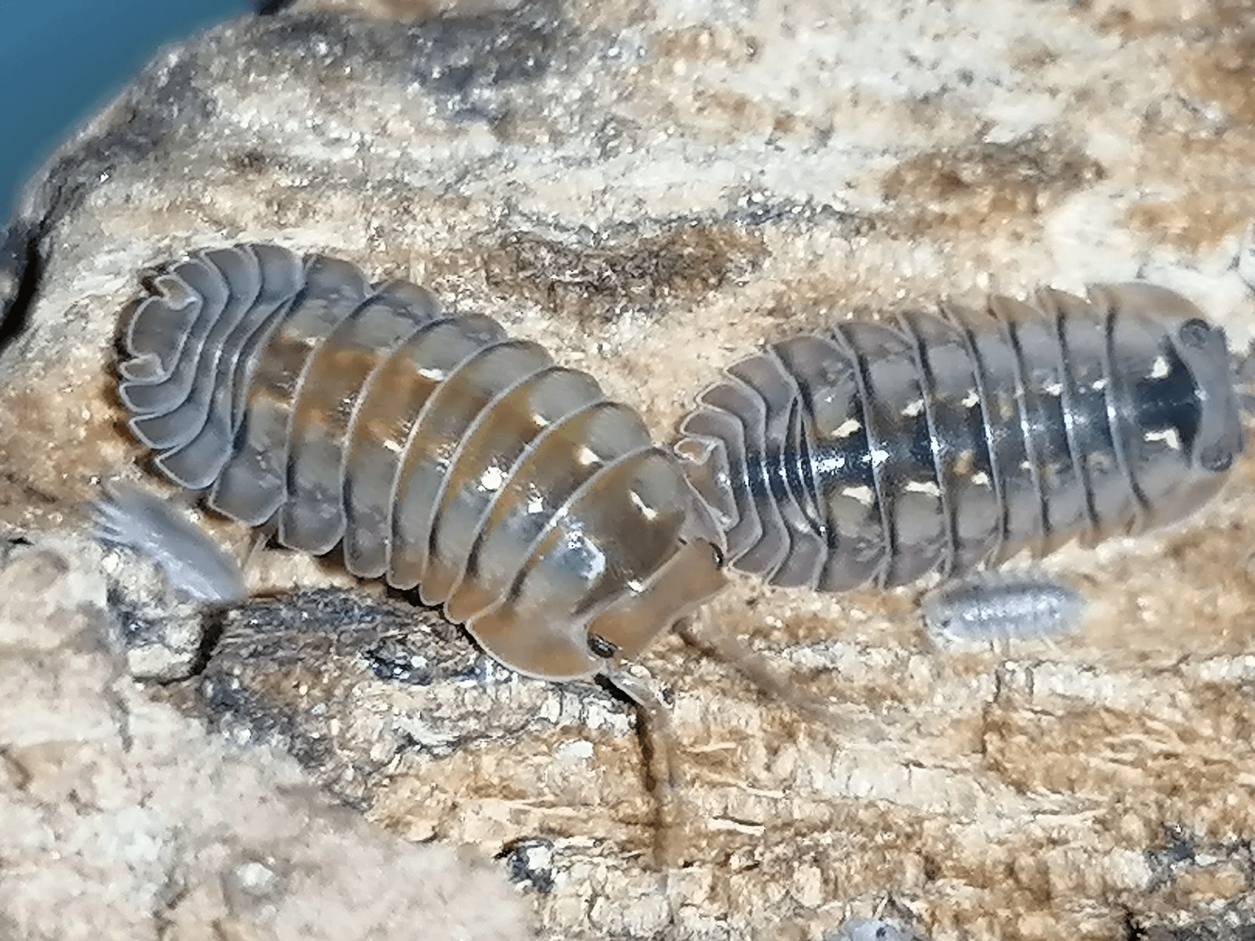 Armadilliade sp. 'Spot' Isopods for sale - HappyForestStore