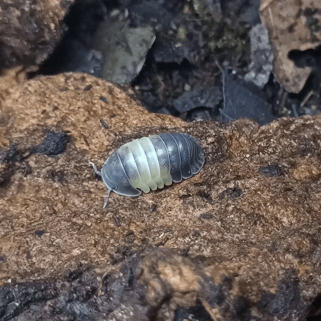 Cubaris sp “Panda king” Isopods for sale - HappyForestStore