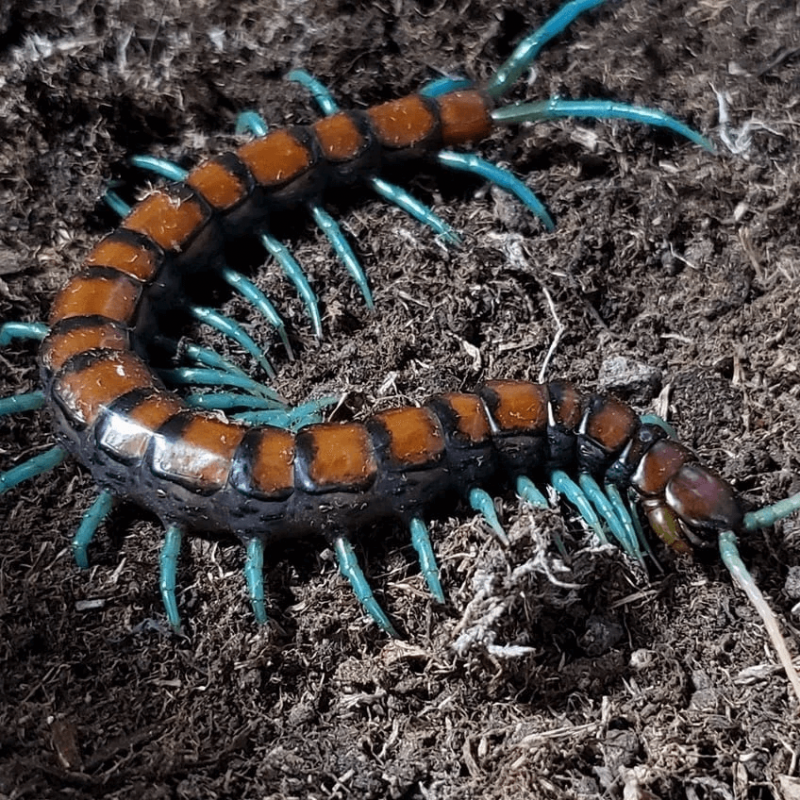 Scolopendra subspinipes ‘Mint legs’ centipede - HappyForestStore