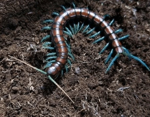 Scolopendra subspinipes “Black & Red legs” centipede - HappyForestStore