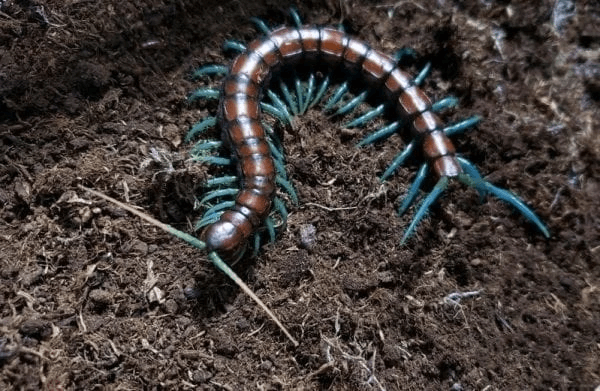 Scolopendra subspinipes ‘Mint legs’ centipede - HappyForestStore