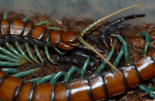Scolopendra subspinipes ‘Mint legs’ centipede - HappyForestStore