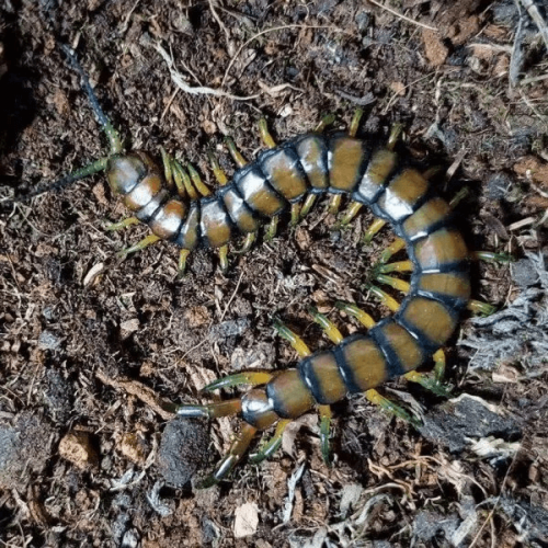 Scolopendra cataracta [laos] – Waterfall centipede - HappyForest