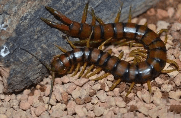 Scolopendra subspinipes cingulatoides centipede - HappyForestStore