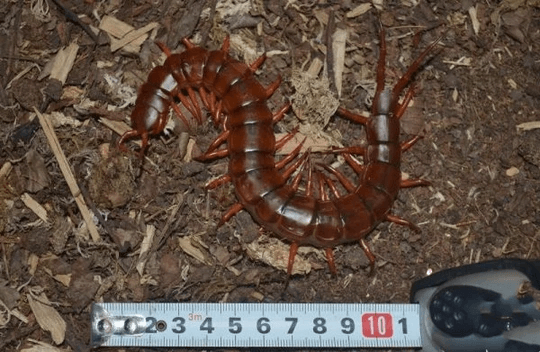 Scolopendra dehaani “Chinese Red – dragon” Centipede - HappyForestStore