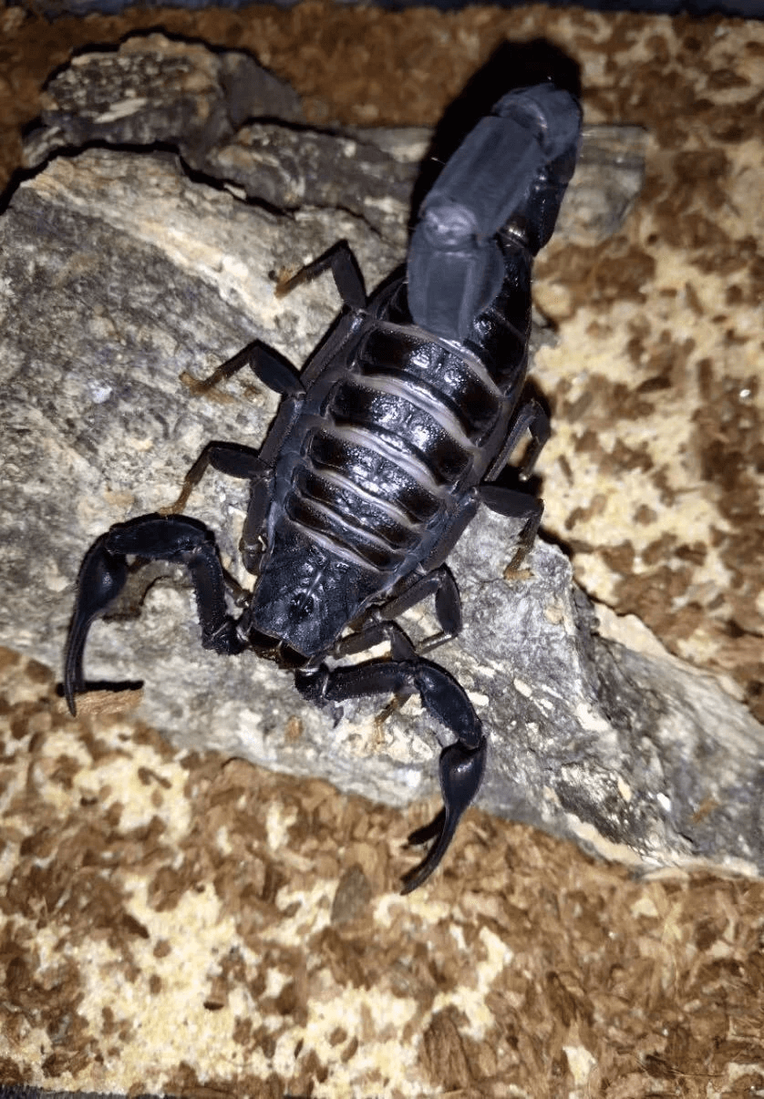 Grosphus grandidieri (Madagascar Black Scorpion) - HappyForestStore