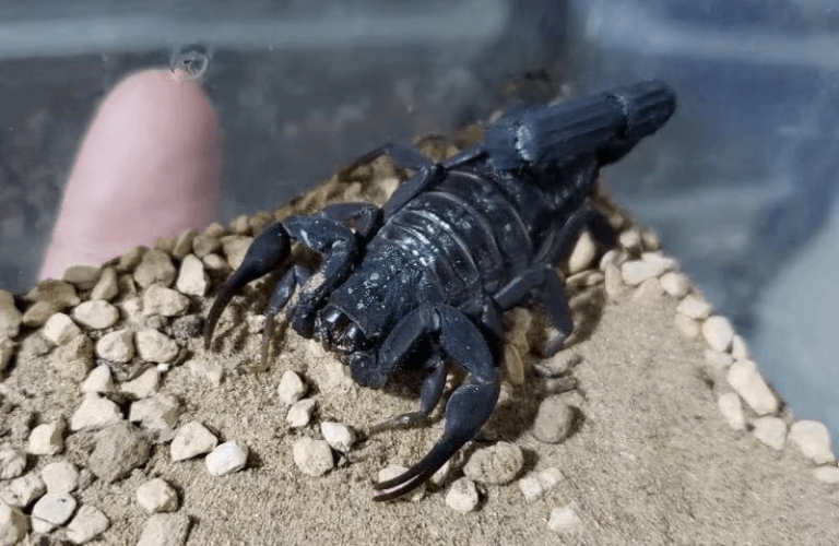 Grosphus grandidieri (Madagascar Black Scorpion) - HappyForestStore