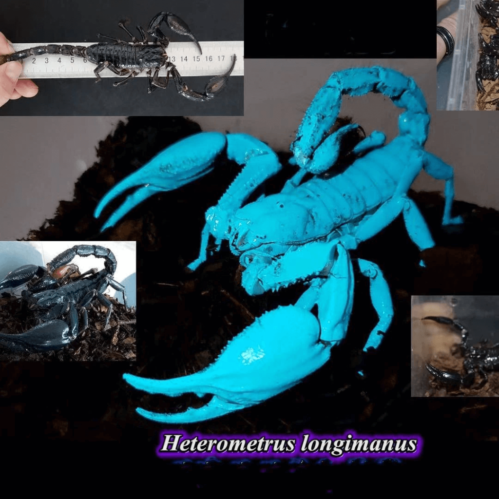 Tityus trivittatus Scorpion for sale - HappyForestStore
