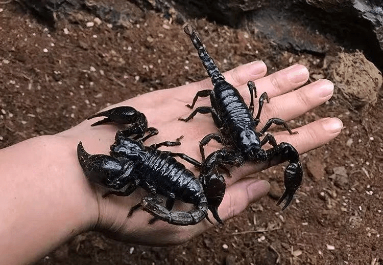 Asian Giant Forest Scorpion (Heterometrus Petersii) - HappyForestStore