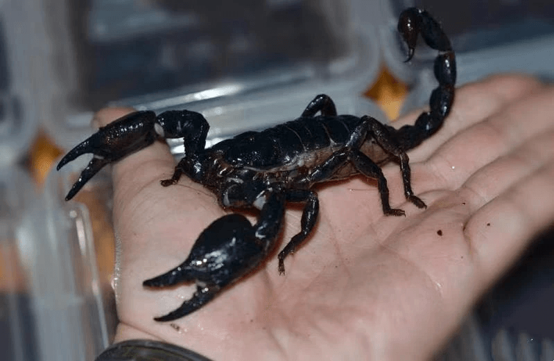 Asian Giant Forest Scorpion (Heterometrus Petersii) - HappyForestStore