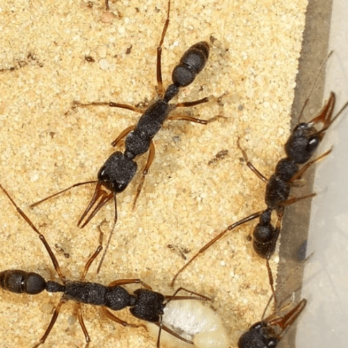 Harpegnathos venator Archives - HappyForestStore