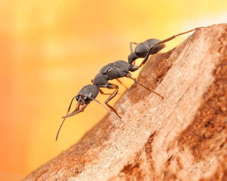 Harpegnathos venator - HappyForestStore for sale