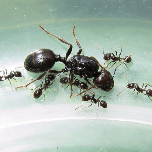 Ant colony Harpegnathos venator - HappyForest