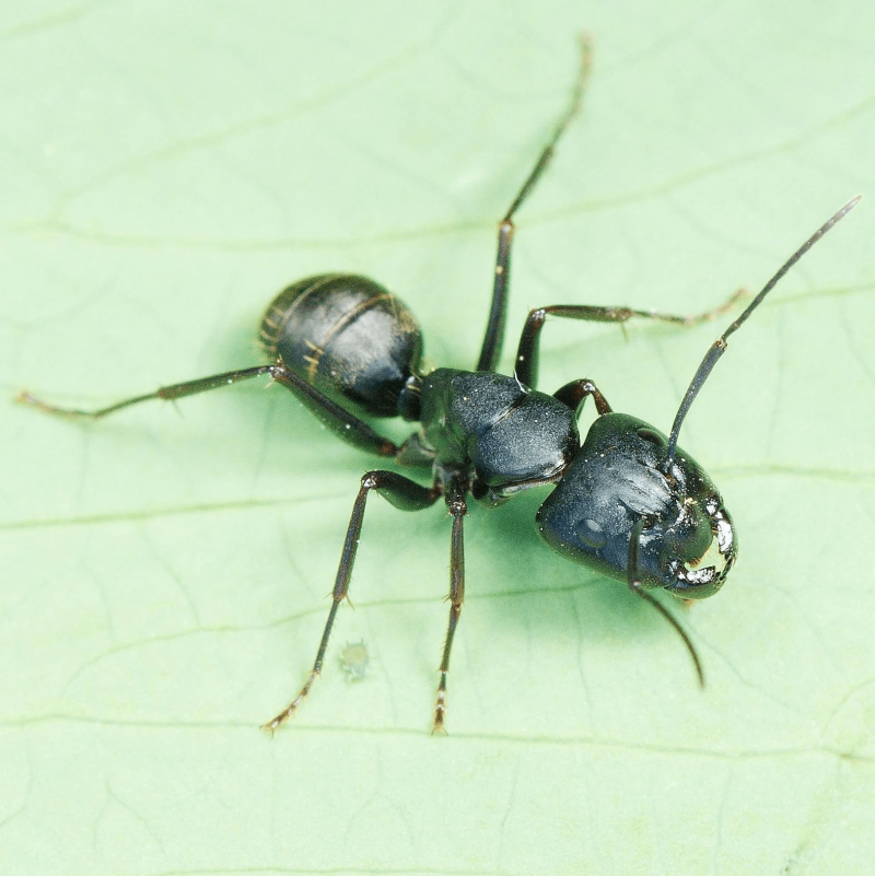 Messor cephalotes - Giant African Harvester Ant for sale - HappyForestStore