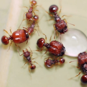 Messor cephalotes - Giant African Harvester Ant for sale - HappyForestStore