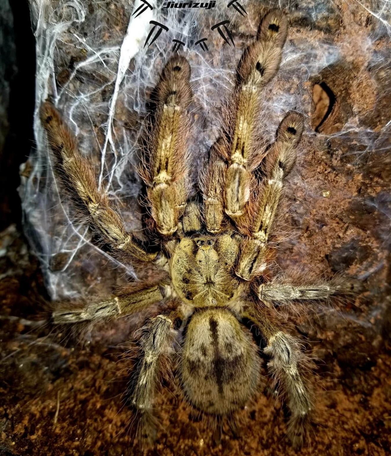 Stromatopelma calceatum - Featherleg baboon - HappyForestStore