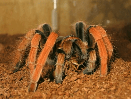 Megaphobema robustum (Colombian Giant Redleg) - HappyForestStore