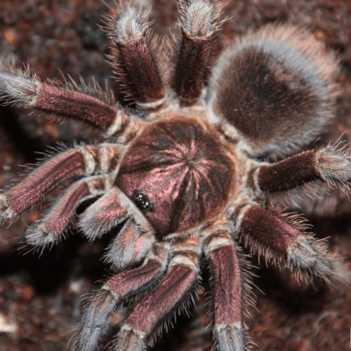 Phormictopus cancerides (Hispaniolan giant) for sale - HappyForestStore