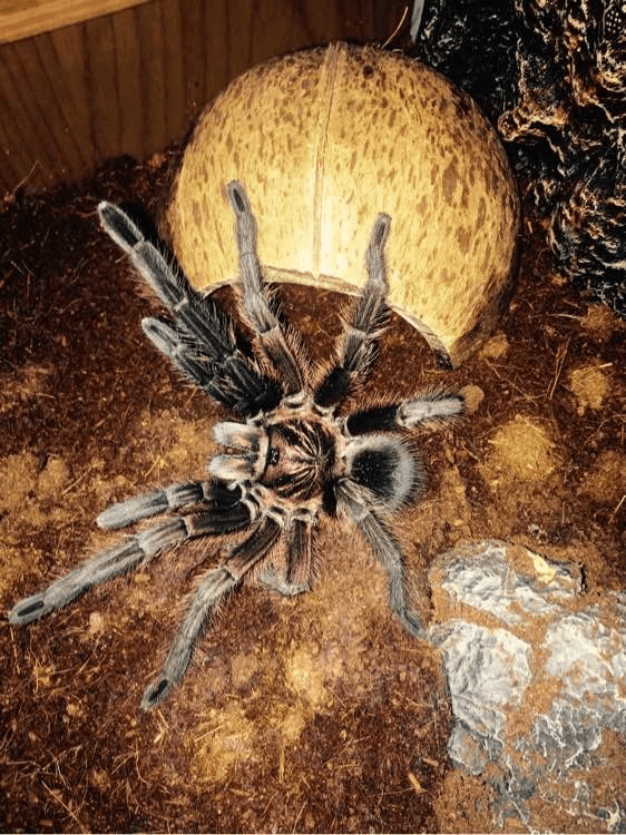 Phormictopus cancerides (Hispaniolan giant) for sale - HappyForestStore